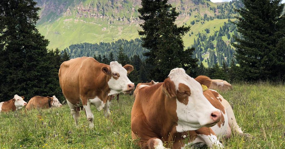 DLD: New Ways To Feed A Hungry Planet | Burda News
